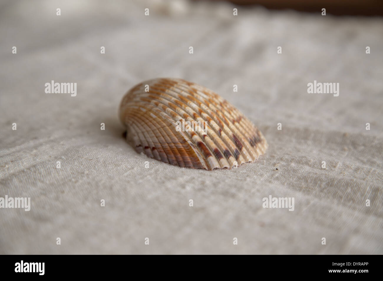 brown and white pattern clam shell close up on white fabric Stock Photo ...