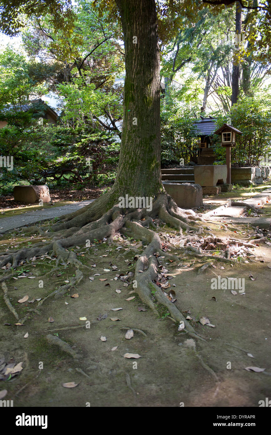 Big Tree At Hikawa Shrine, Tokyo, Japan Stock Photo - Alamy
