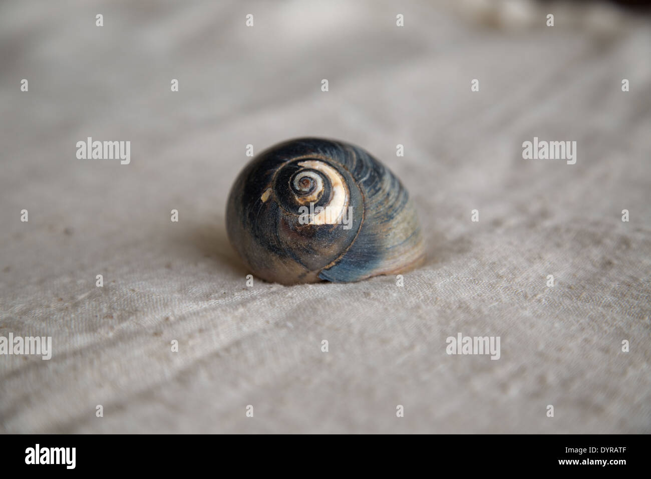 close up of blue and gray snail shell on off-white linen cloth Stock ...