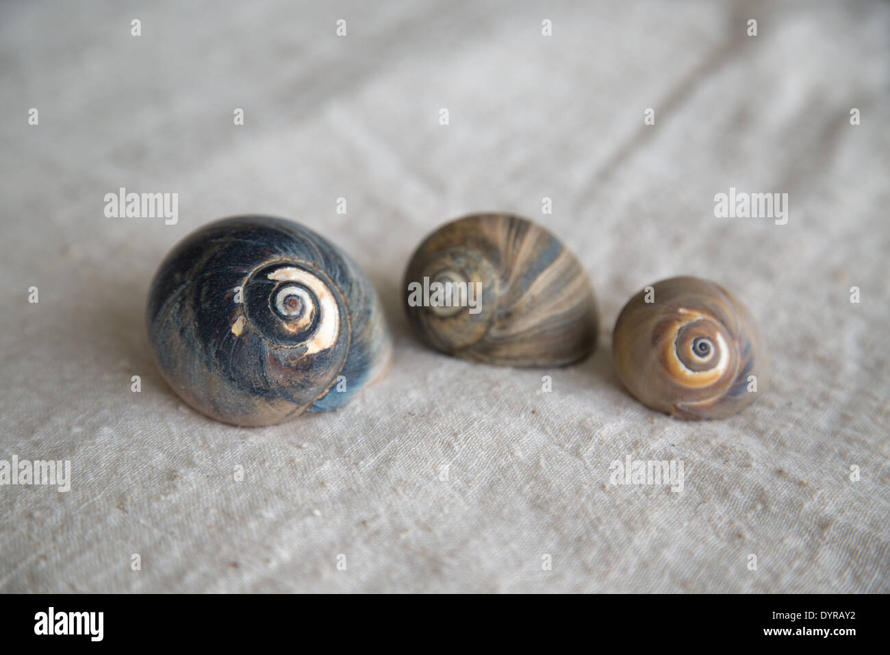 still life of three ocean snail shells on linen Stock Photo - Alamy