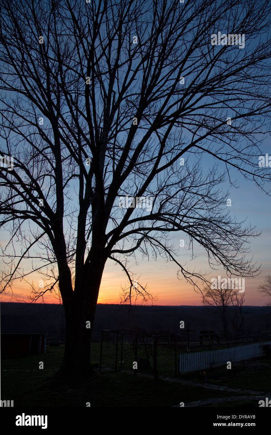 tree silhouette at sunrise Stock Photo - Alamy