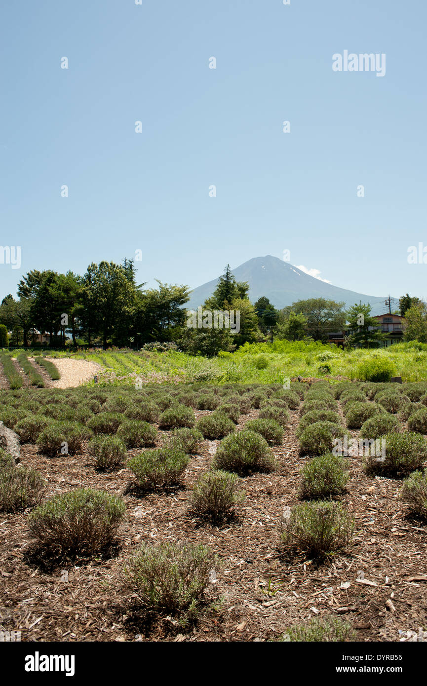 Vertical view mount fuji hi-res stock photography and images - Alamy
