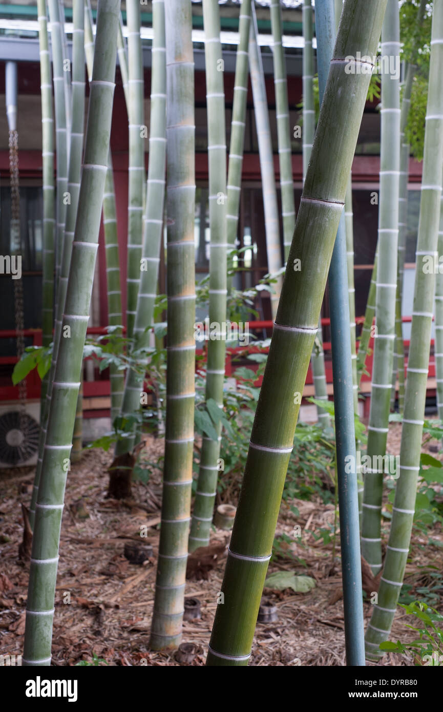 Bamboo trees in Tokyo, Japan Stock Photo - Alamy