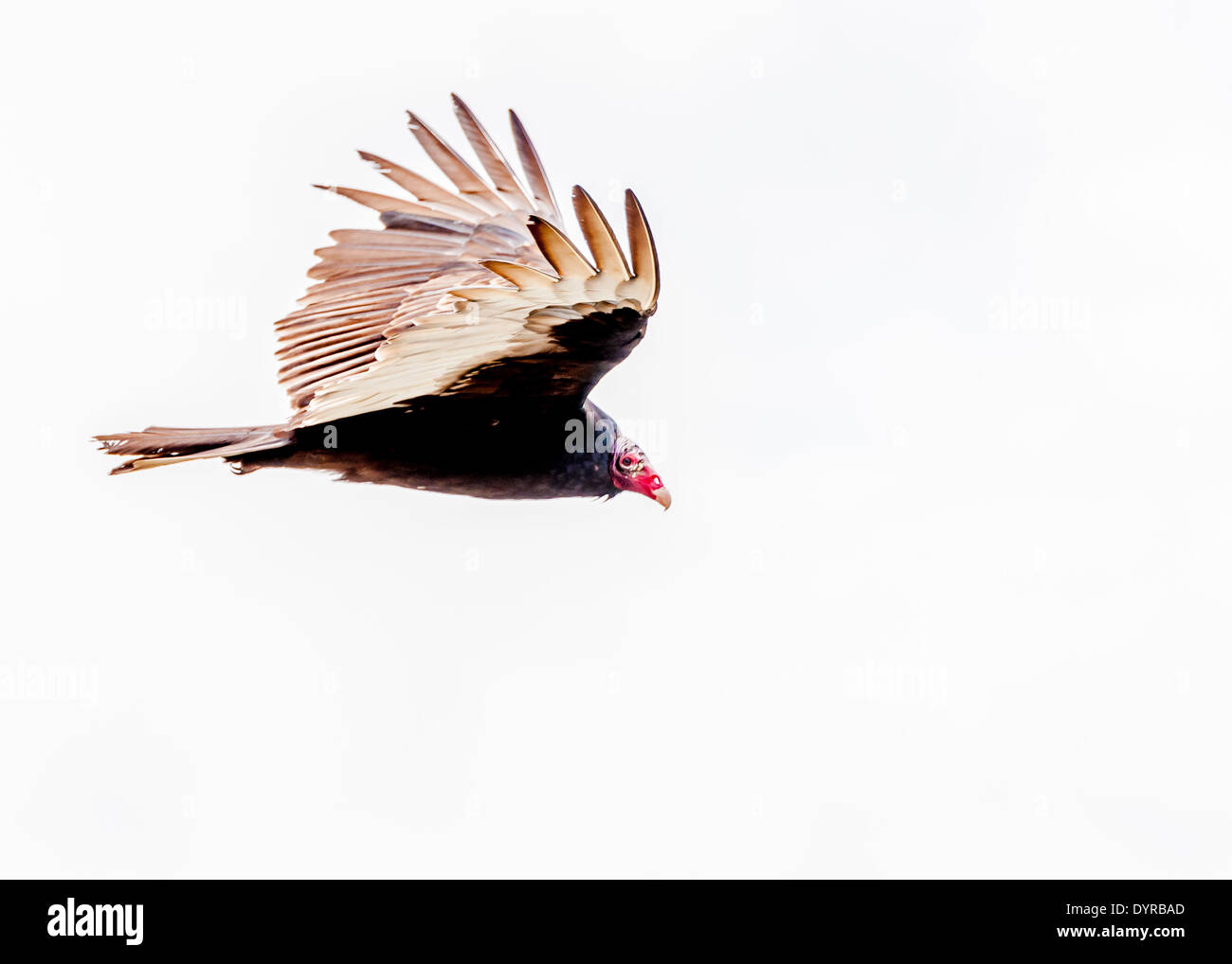 Turkey Vulture soaring in flight against a clear sky Stock Photo - Alamy