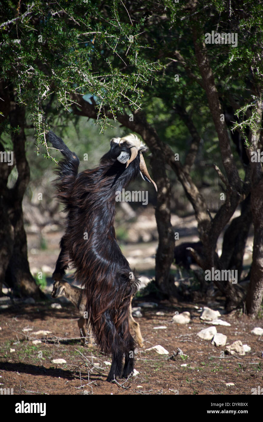 The goat tree hi-res stock photography and images - Alamy