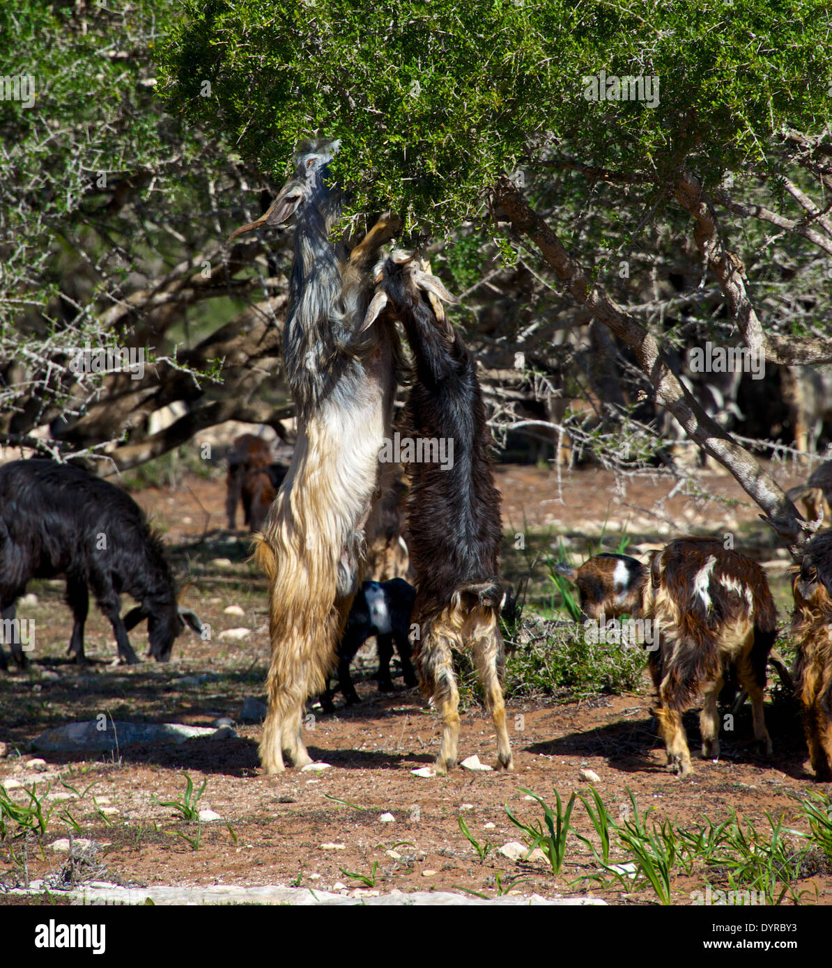 Goat eating fruit hi-res stock photography and images - Alamy