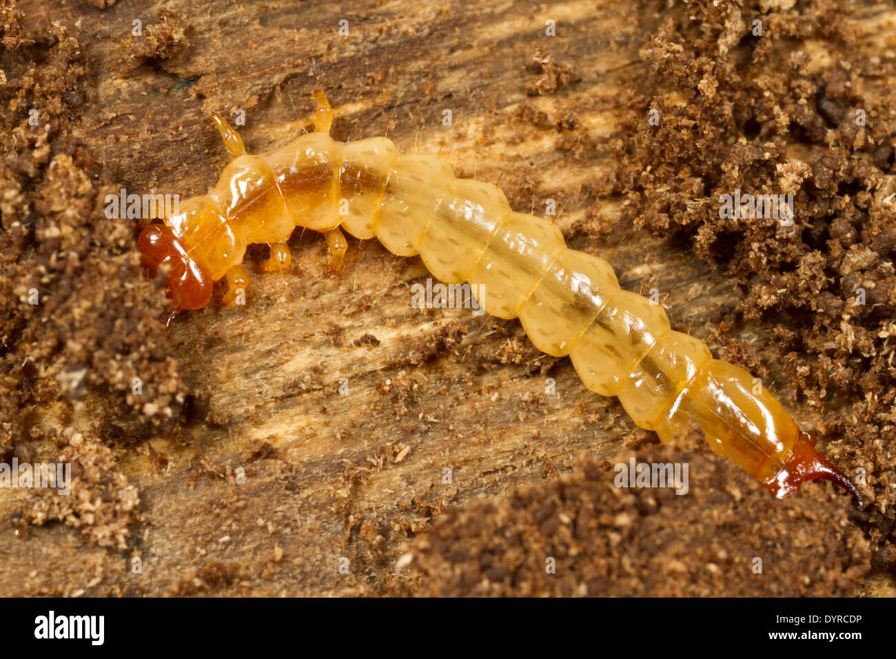 Dendroides canadensis hi-res stock photography and images - Alamy