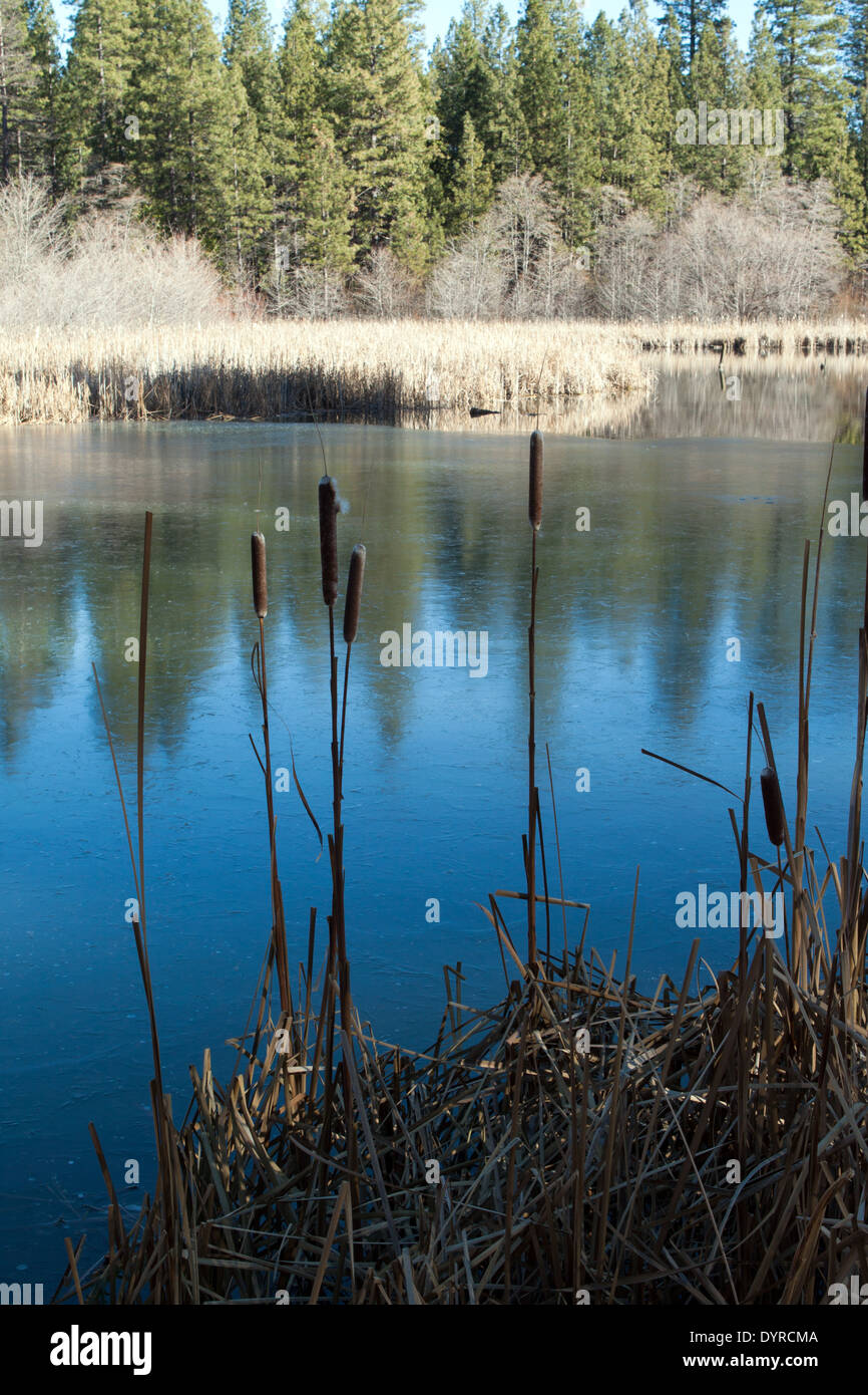 Cattails pond hi-res stock photography and images - Alamy