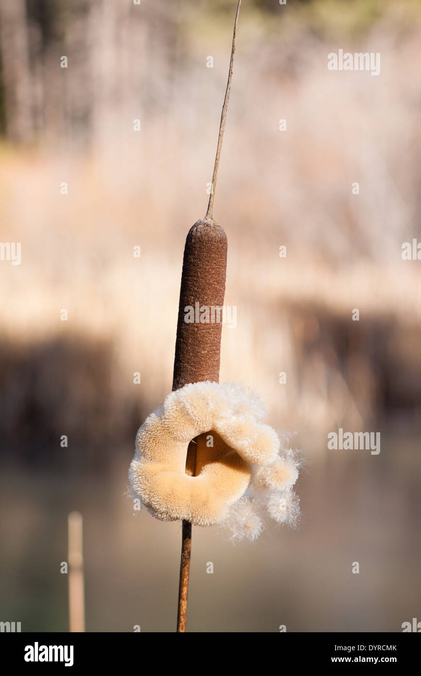 Cattail (Typha latifolia) releasing seeds from the female part of the ...