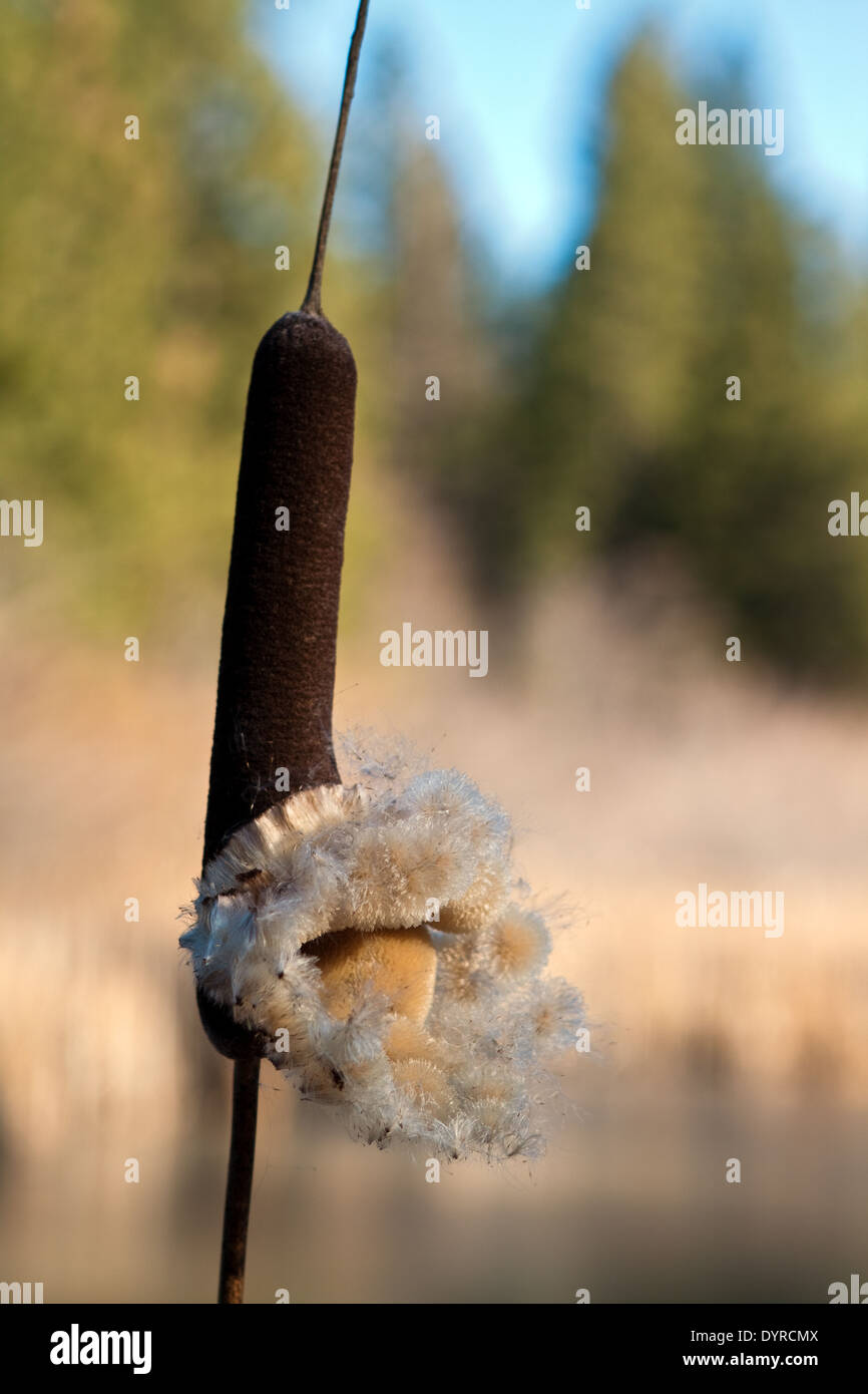 Cattail (Typha latifolia) releasing seeds in the shape of a face with ...