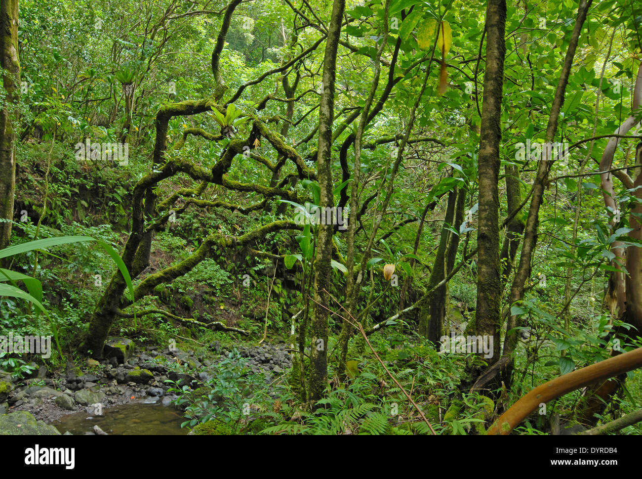 Tropical rainforest scene in Hawaii Stock Photo - Alamy