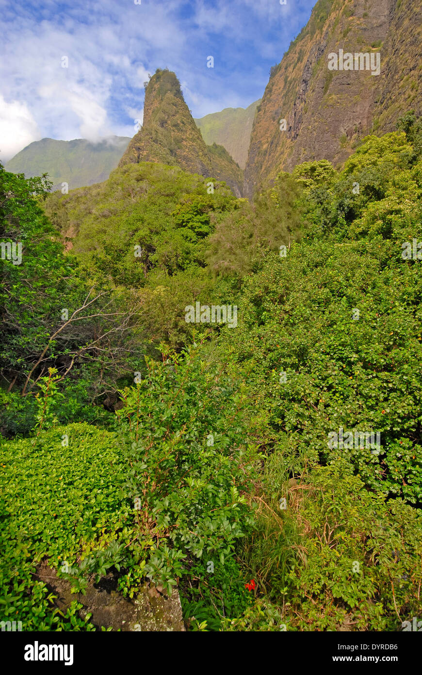 Tropical rainforest scene in Hawaii Stock Photo - Alamy