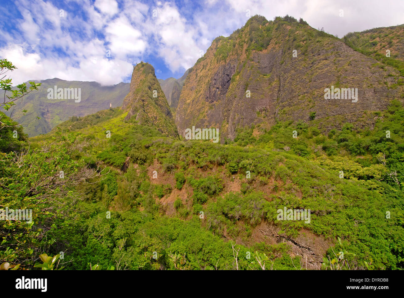 Tropical rainforest scene in Hawaii Stock Photo - Alamy