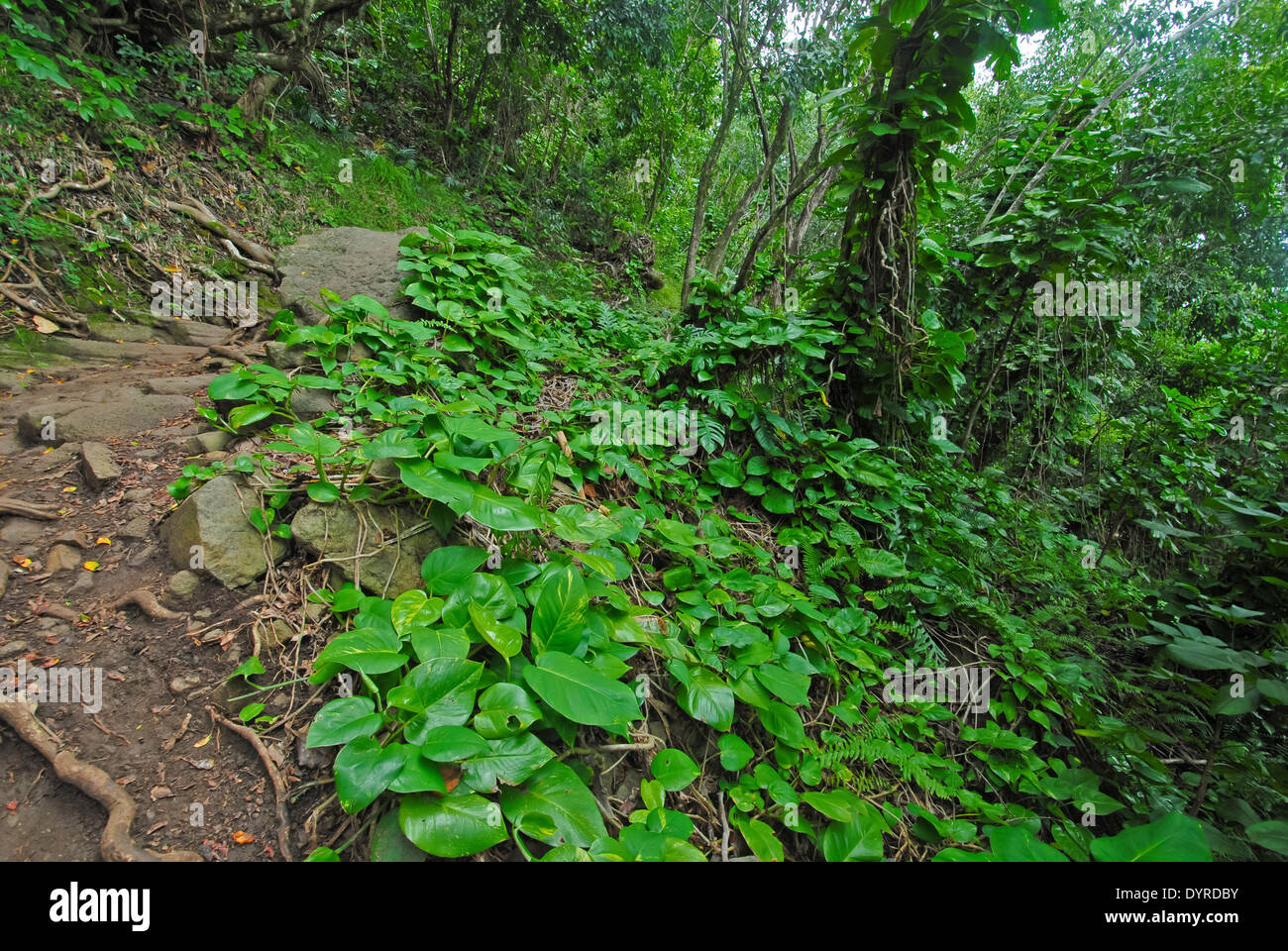 Tropical rainforest scene in Hawaii Stock Photo - Alamy