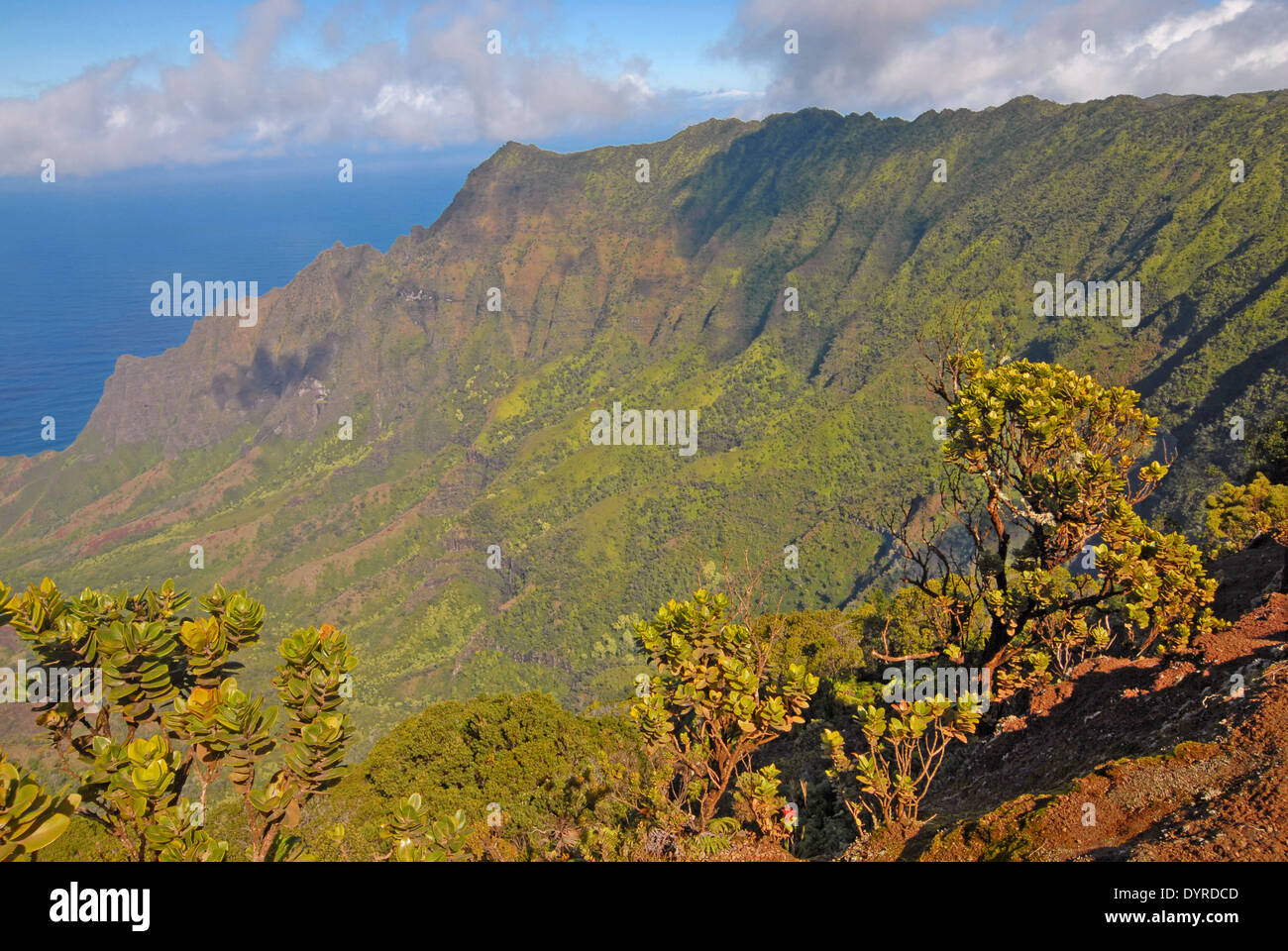 Tropical rainforest scene in Hawaii Stock Photo - Alamy