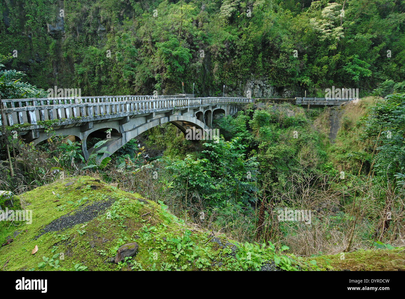 Tropical rainforest scene in Hawaii Stock Photo - Alamy