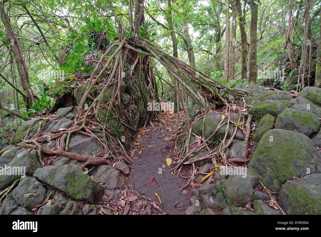 Tropical rainforest scene in Hawaii Stock Photo - Alamy