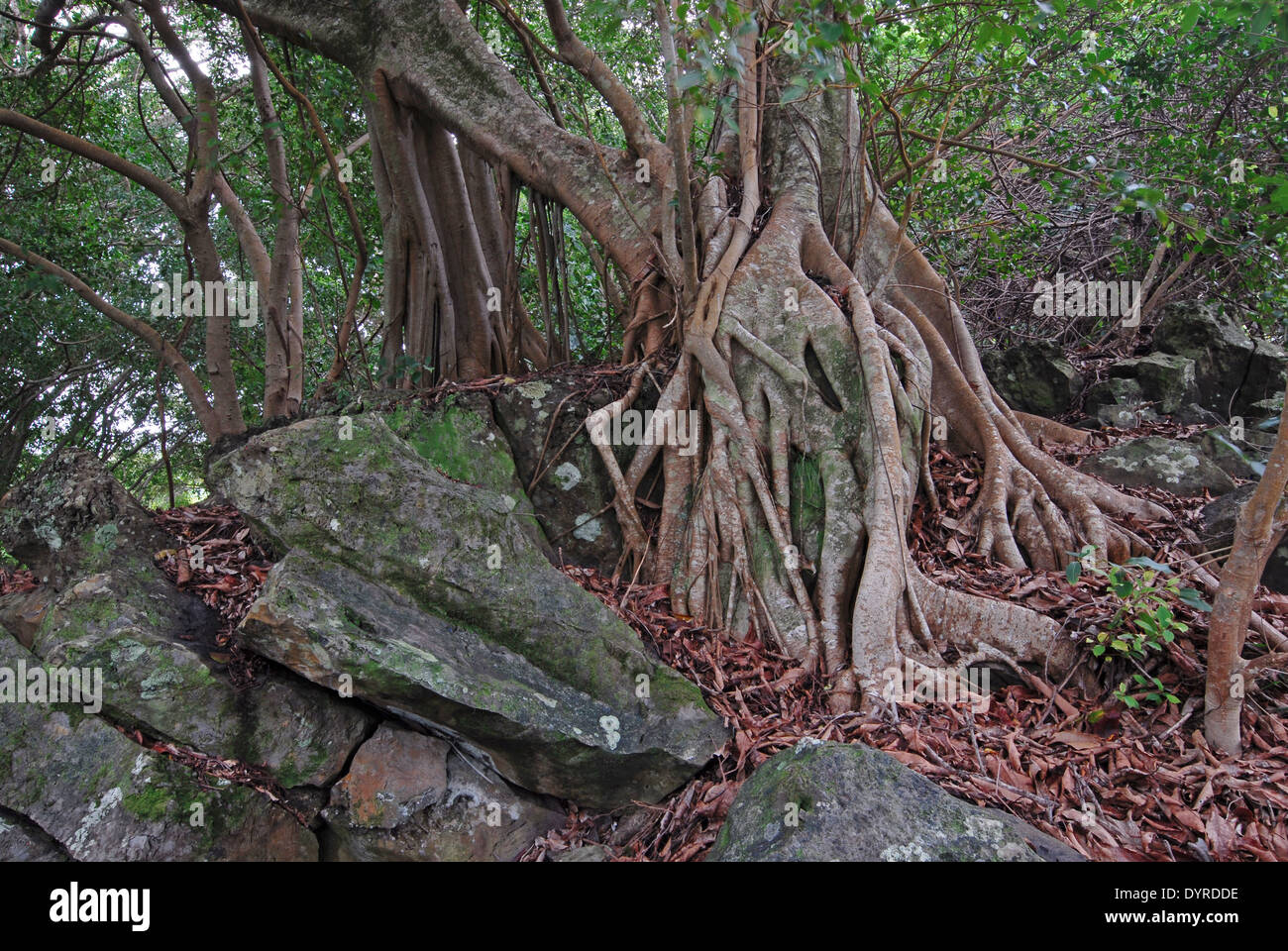 Tropical rainforest scene in Hawaii Stock Photo - Alamy