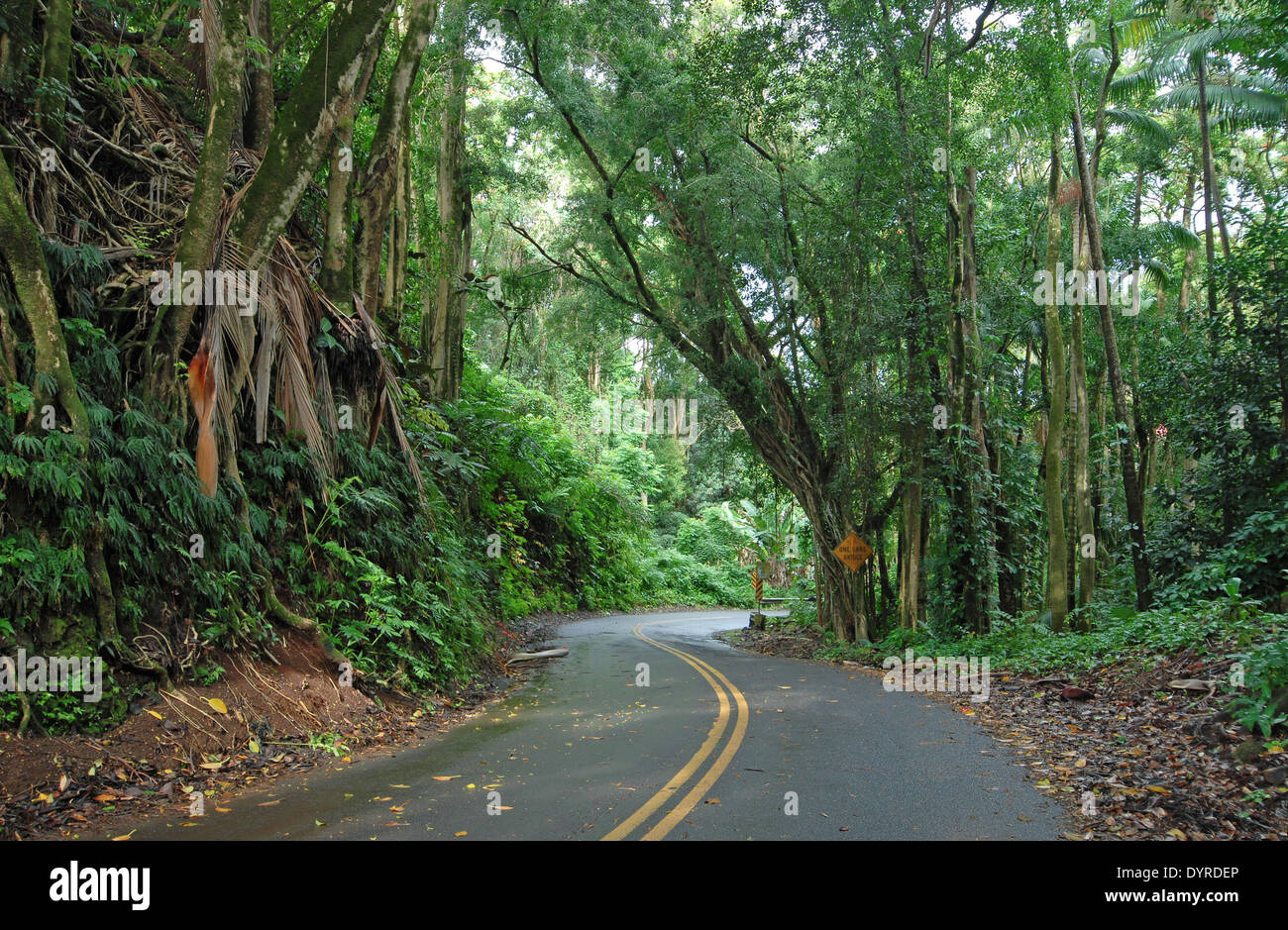 Tropical rainforest scene in Hawaii Stock Photo - Alamy