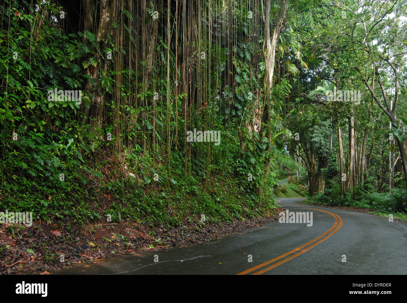 Tropical rainforest scene in Hawaii Stock Photo - Alamy