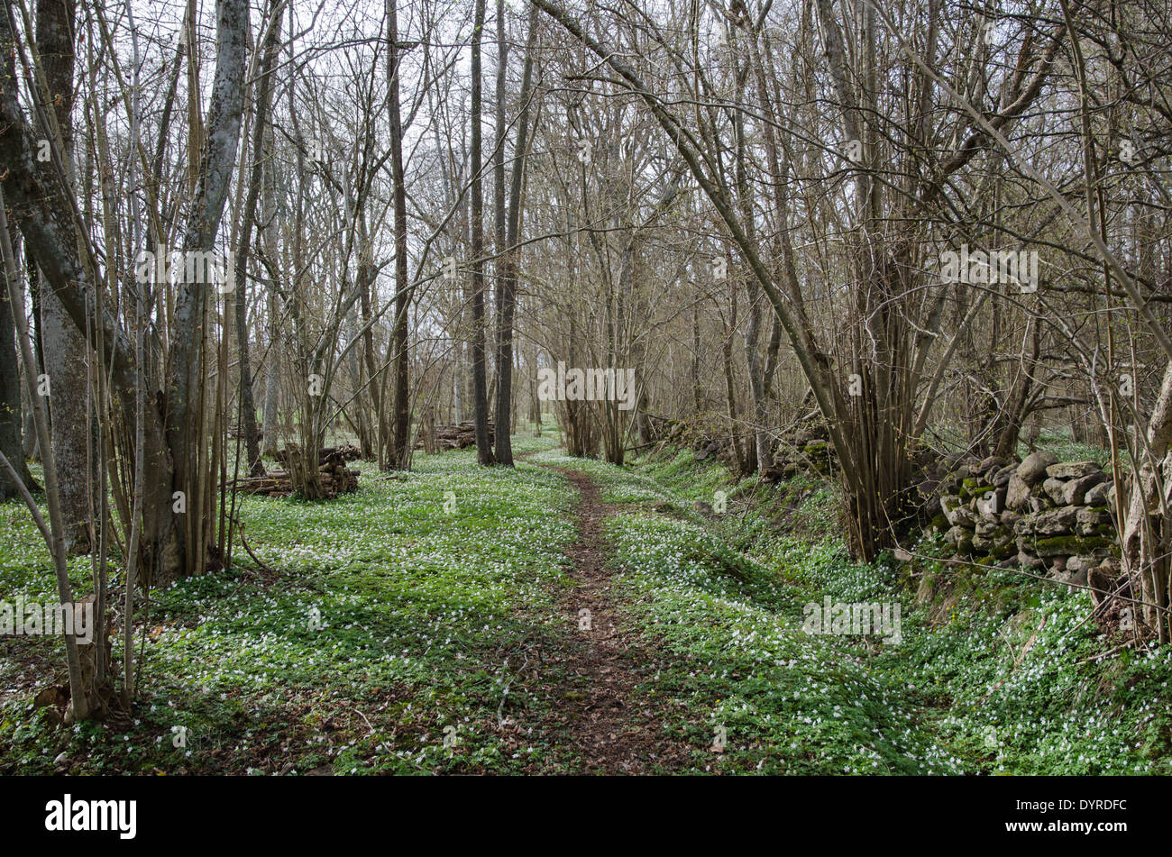Winding Footpath High Resolution Stock Photography and Images - Alamy