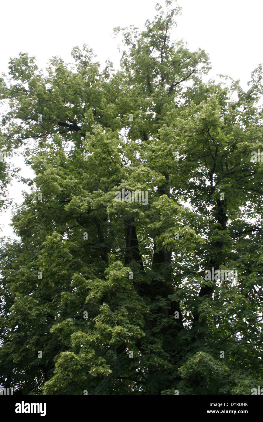 Composition deciduous tree hi-res stock photography and images - Alamy