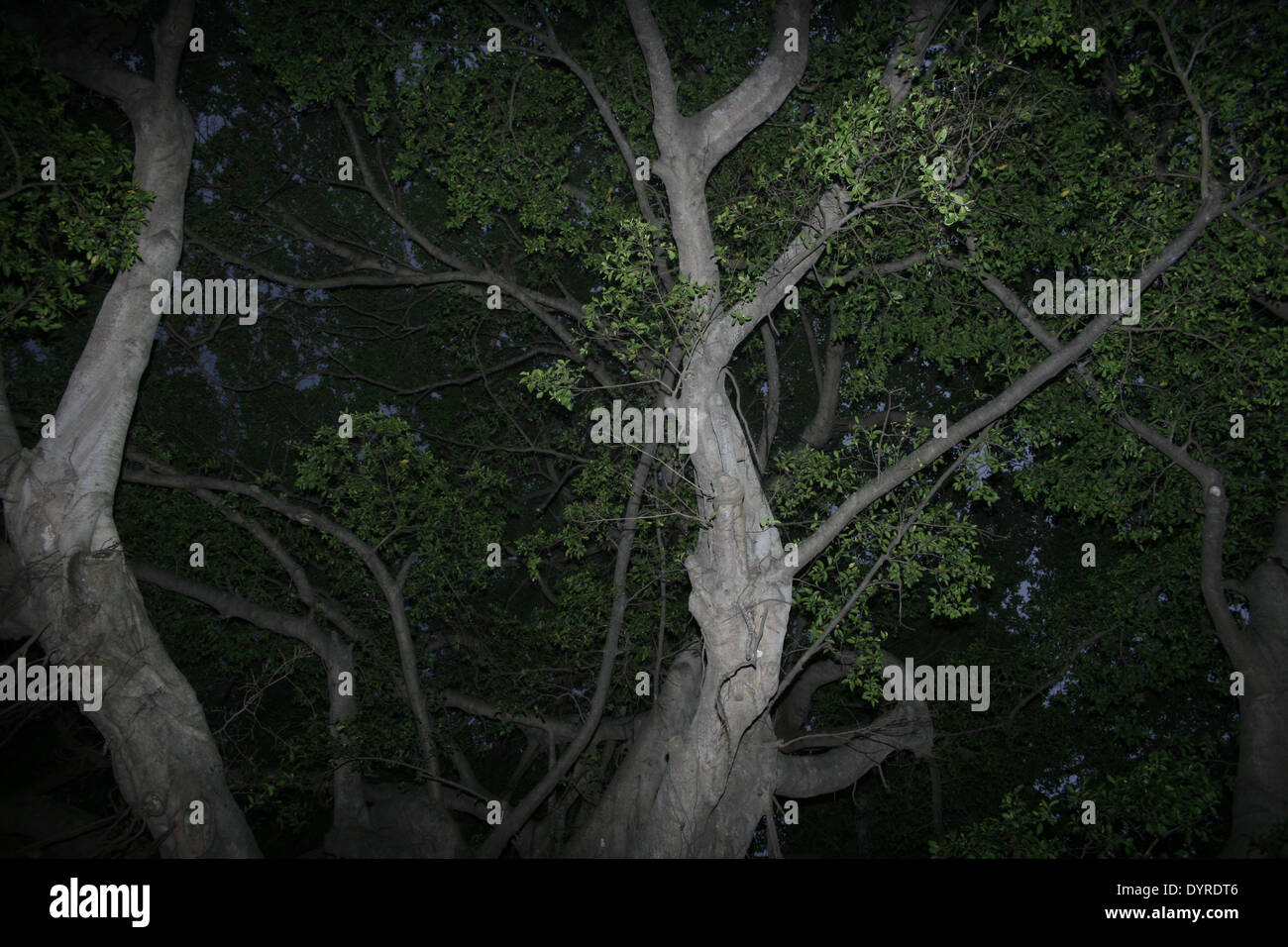 chinese tree by night Stock Photo - Alamy