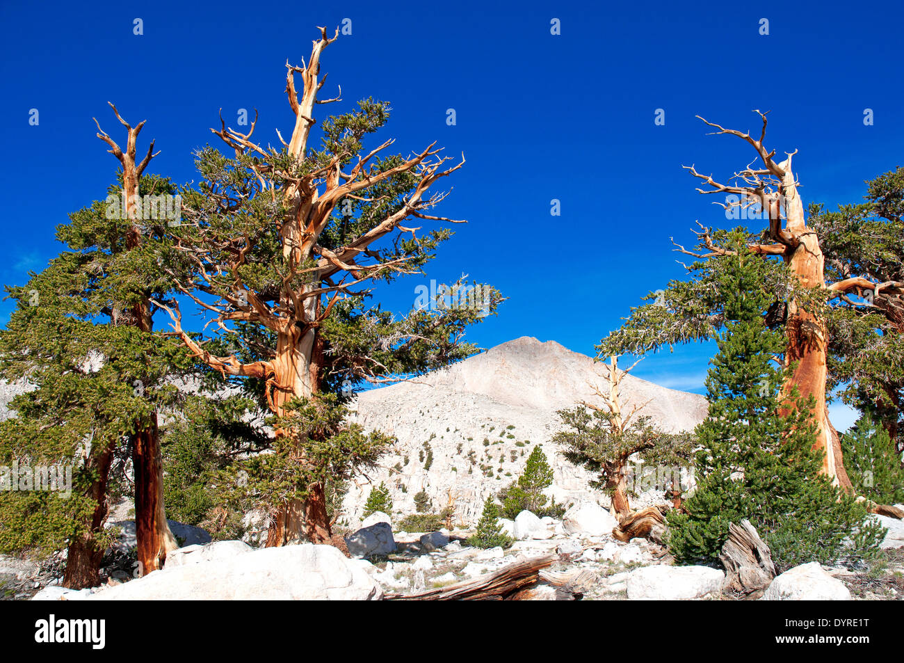 Ancient Bristlecone pines, White Mountains, Nevada Stock Photo - Alamy