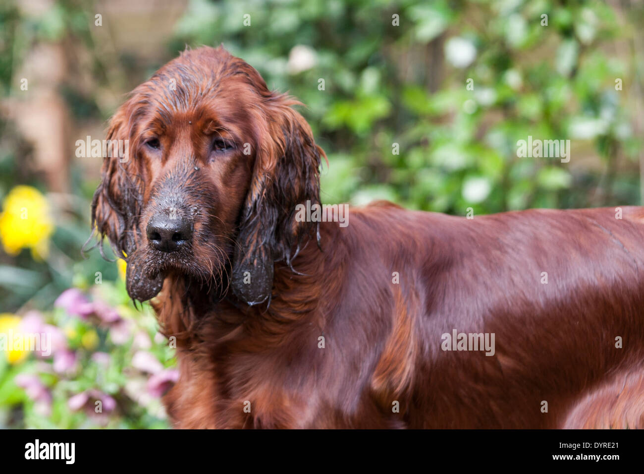 Setter face hi-res stock photography and images - Alamy
