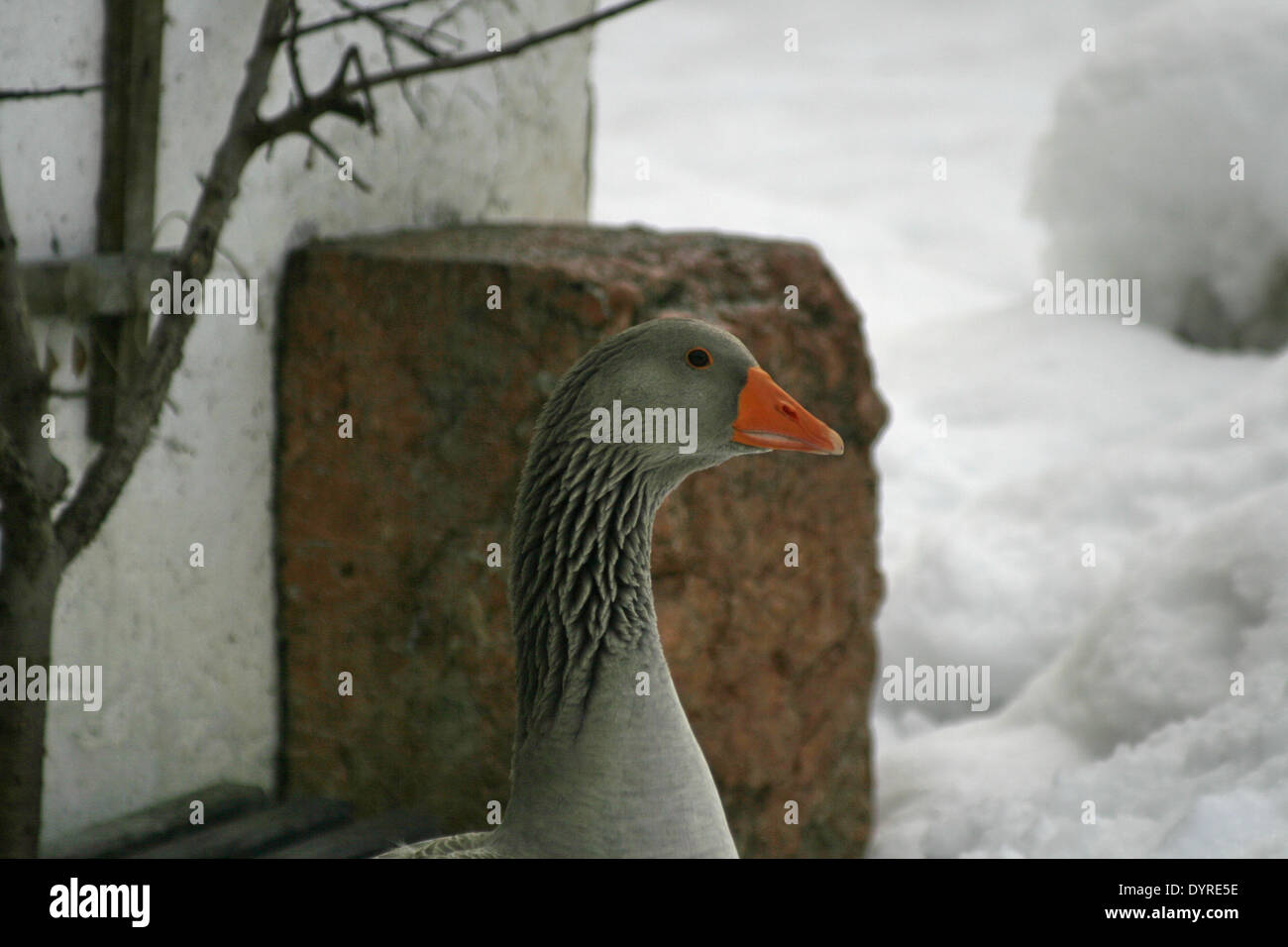 Domestic goose head hi-res stock photography and images - Alamy