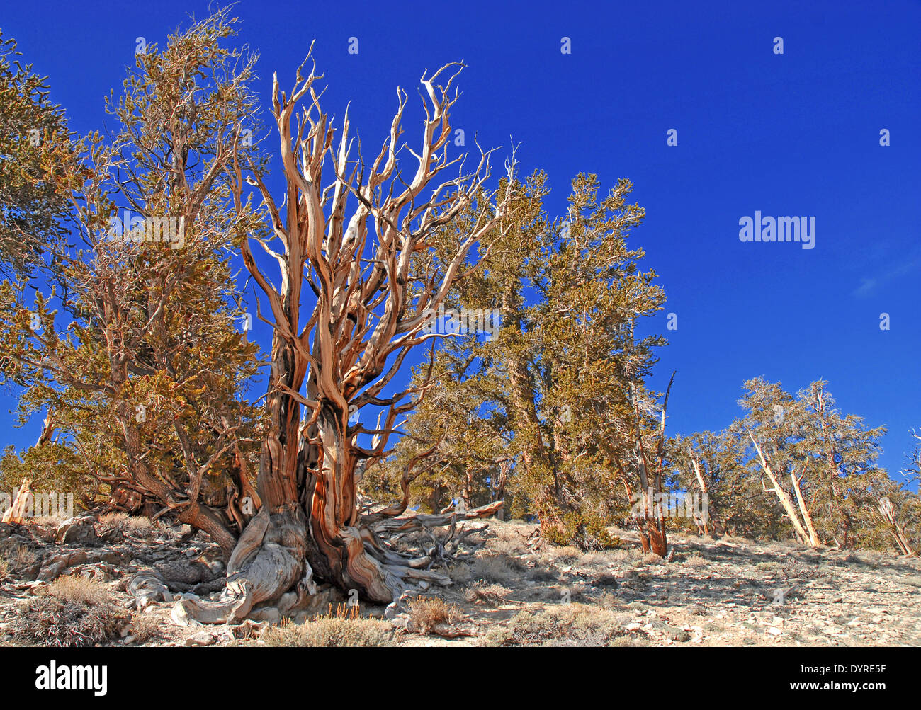 Ancient Bristlecone pines, White Mountains, Nevada Stock Photo - Alamy