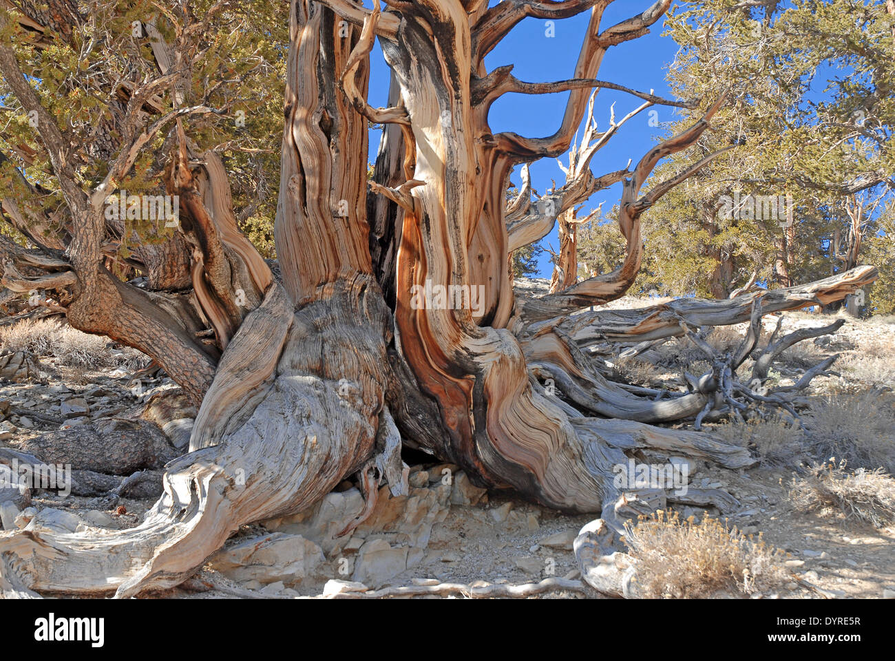 Ancient Bristlecone pines, White Mountains, Nevada Stock Photo - Alamy