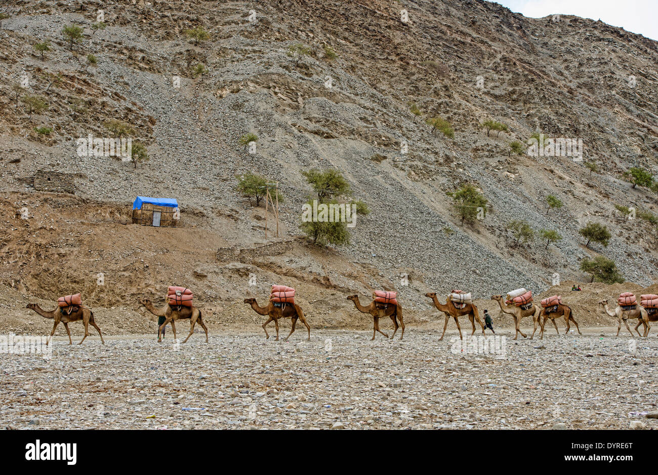 Camels carry load desert hi-res stock photography and images - Alamy