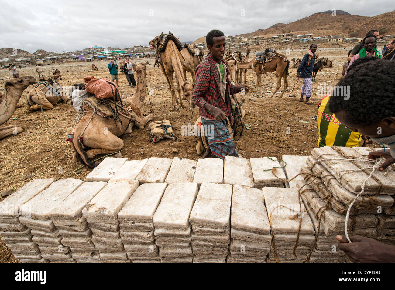 Afar people loading salt on the camel caravans in the Danakil ...