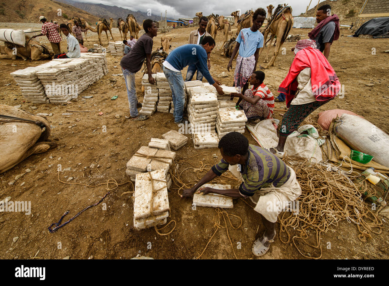Afar people loading salt on the camel caravans in the Danakil ...