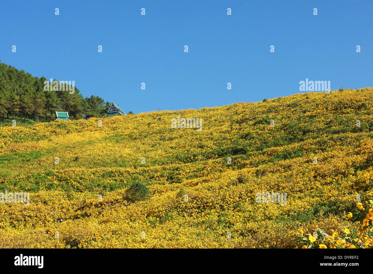 Thung Bau Thong Forest Park, Doi Mae U-Kor,Khum Yuam, Mae Hong Son ...
