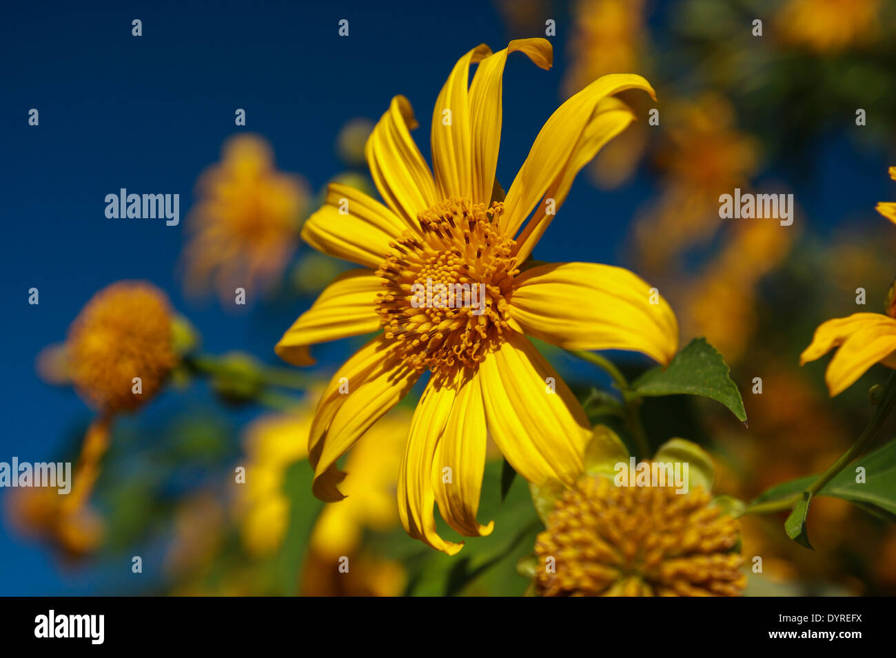 Thung Bau Thong Forest Park, Doi Mae U-Kor,Khum Yuam, Mae Hong Son ...
