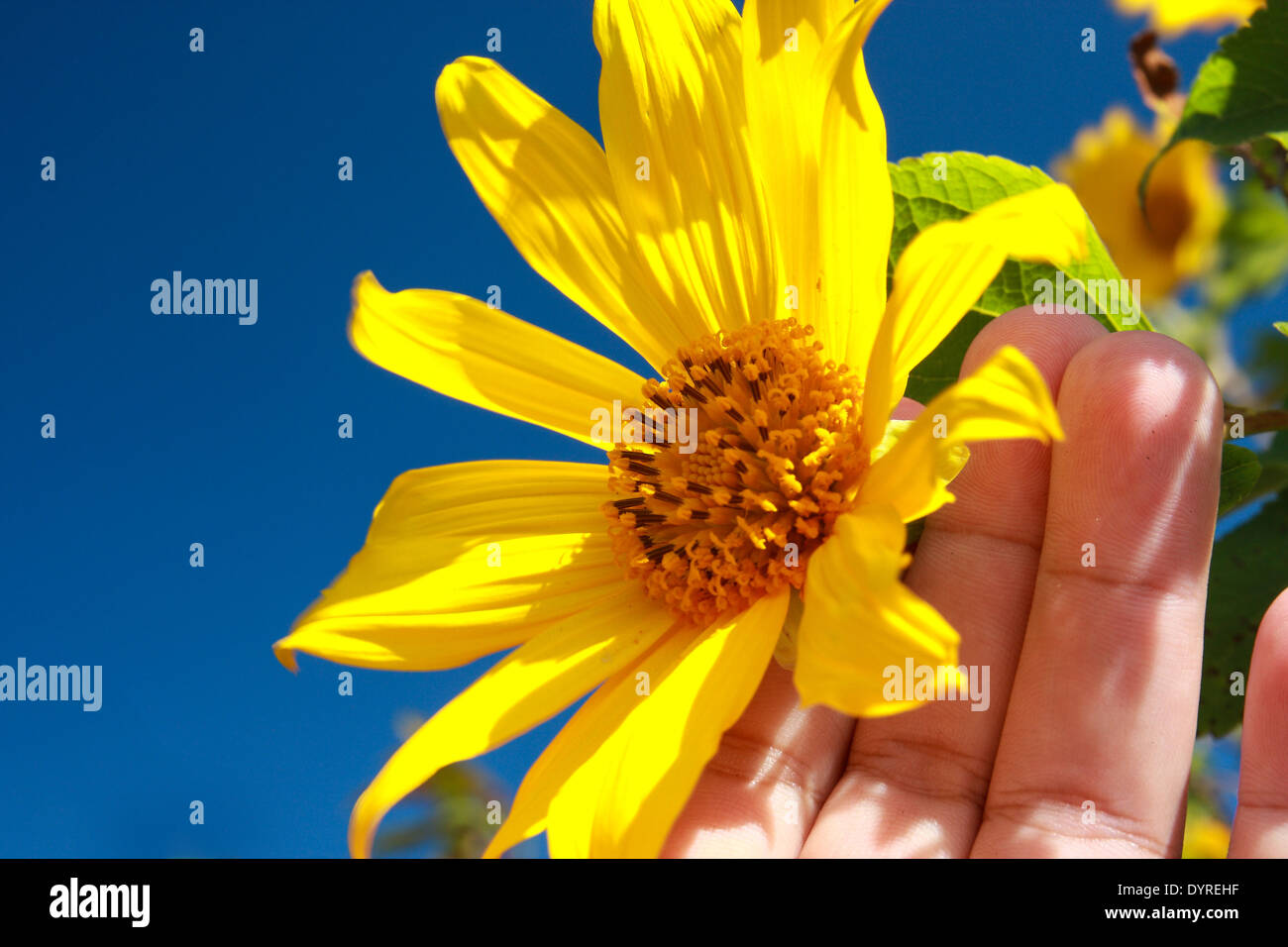 Thung Bau Thong Forest Park, Doi Mae U-Kor,Khum Yuam, Mae Hong Son ...