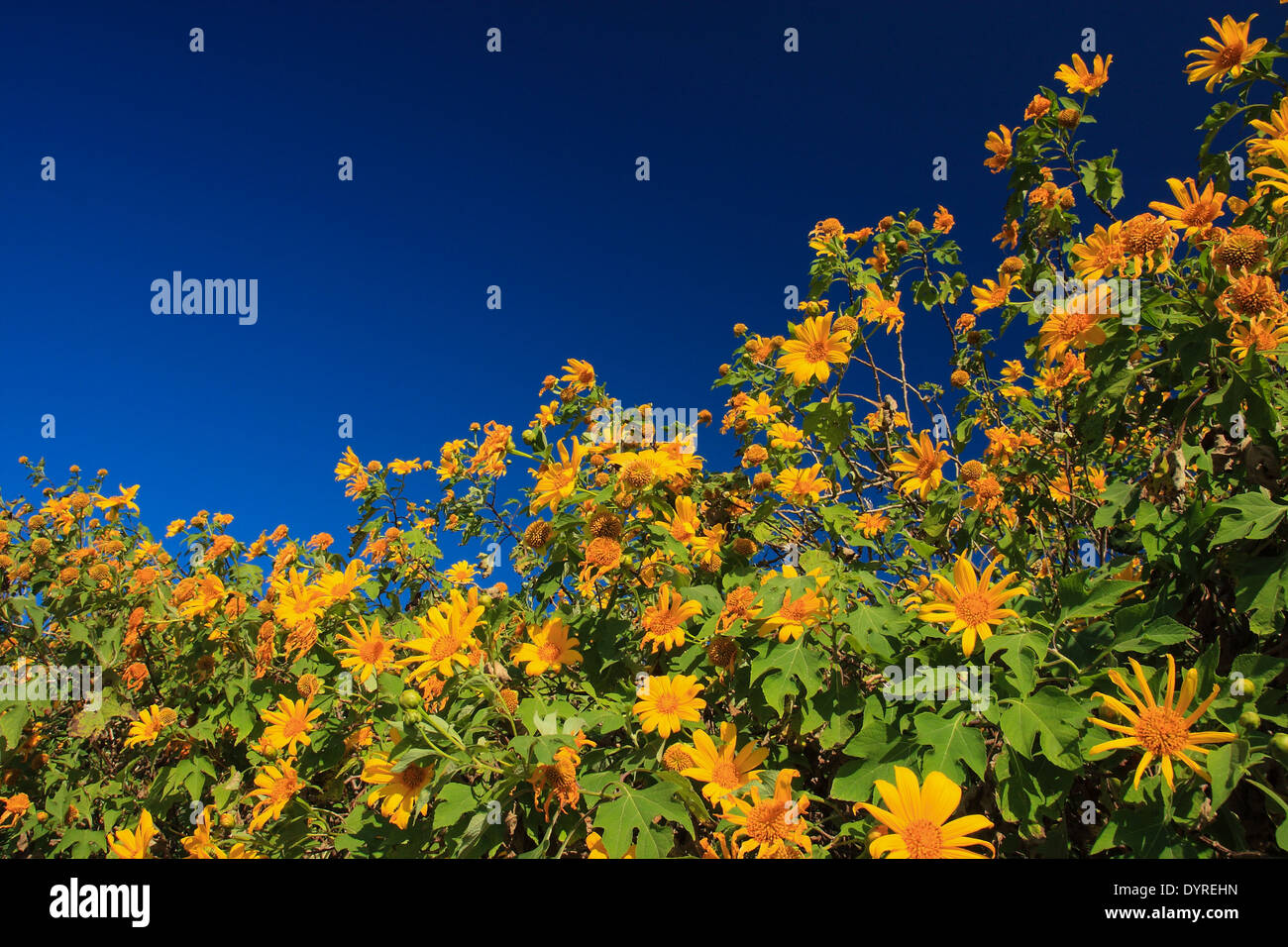 Thung Bau Thong Forest Park, Doi Mae U-Kor,Khum Yuam, Mae Hong Son ...