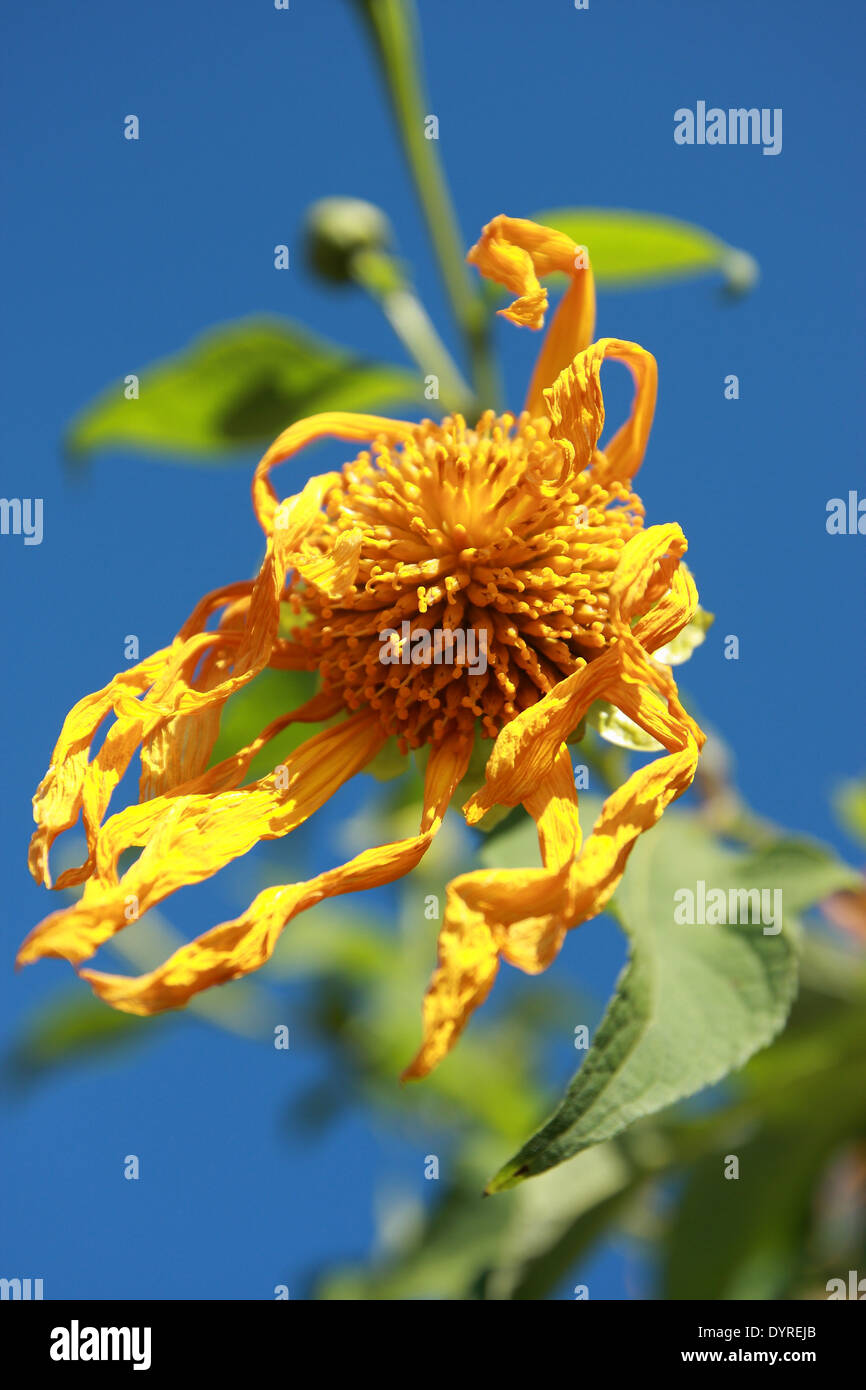 Thung Bau Thong Forest Park, Doi Mae U-Kor,Khum Yuam, Mae Hong Son ...