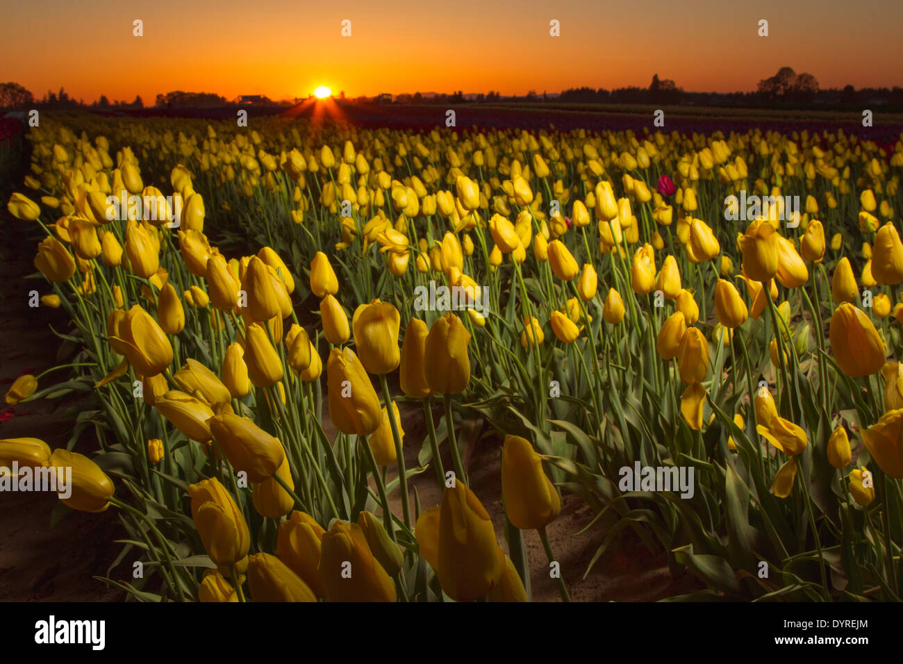 Tulip field agriculture farming hi-res stock photography and images - Alamy