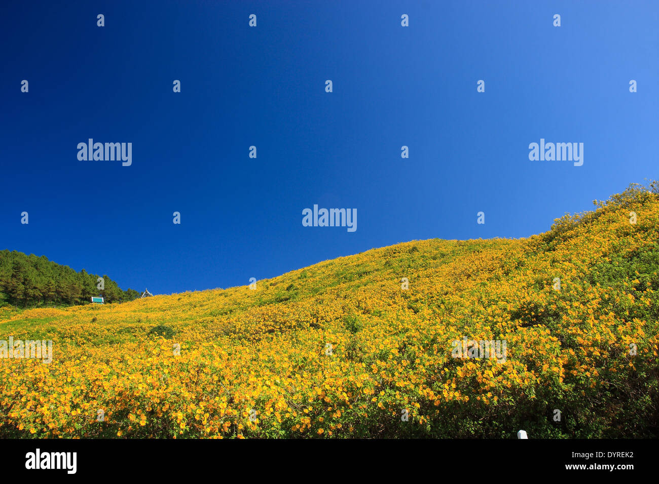 Thung Bau Thong Forest Park, Doi Mae U-Kor,Khum Yuam, Mae Hong Son ...