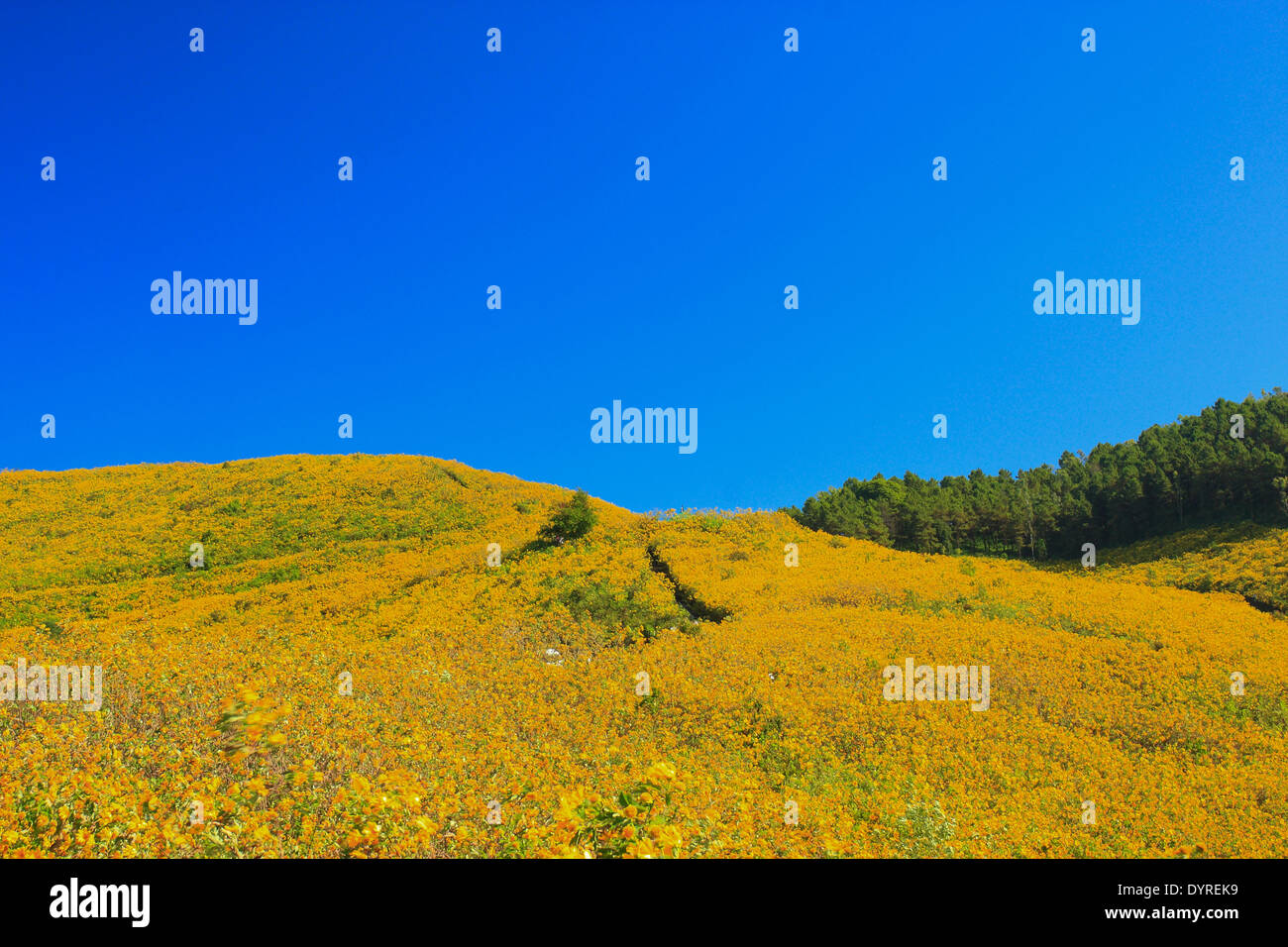 Thung Bau Thong Forest Park, Doi Mae U-Kor,Khum Yuam, Mae Hong Son ...
