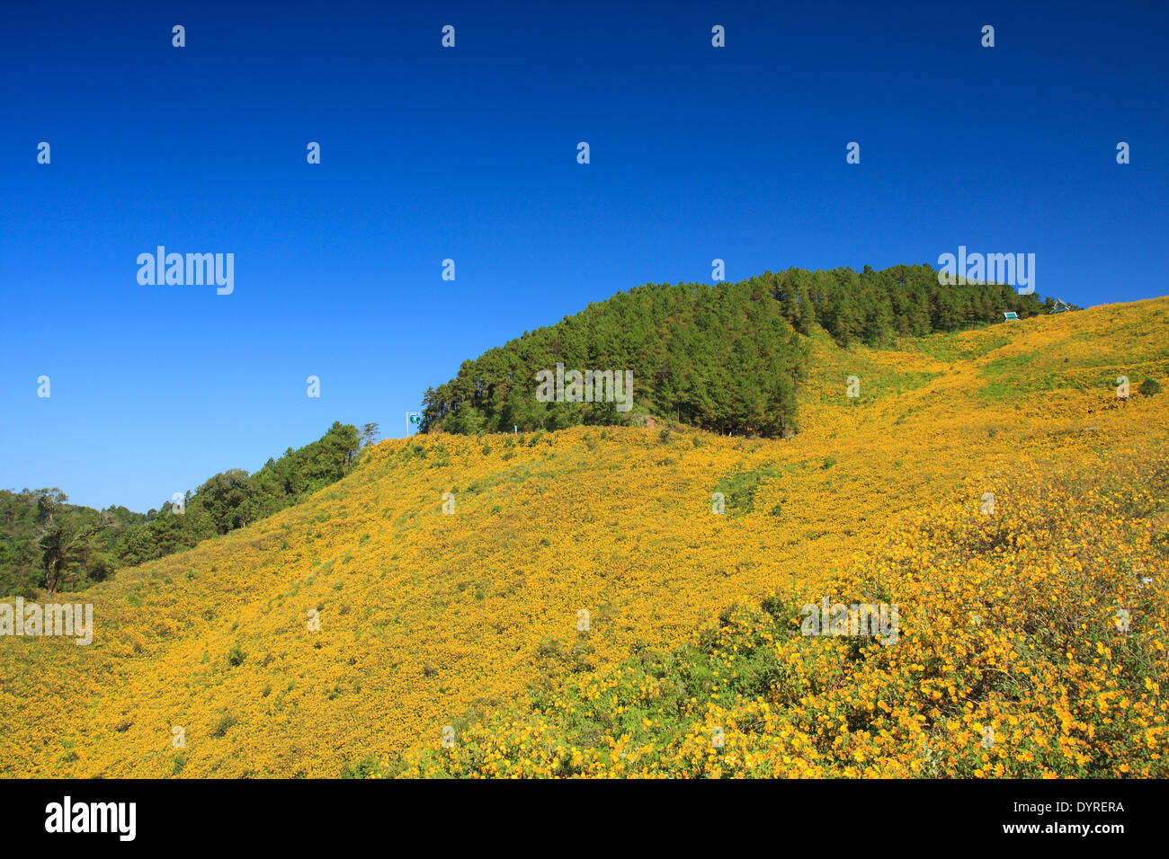 Thung Bau Thong Forest Park, Doi Mae U-Kor,Khum Yuam, Mae Hong Son ...