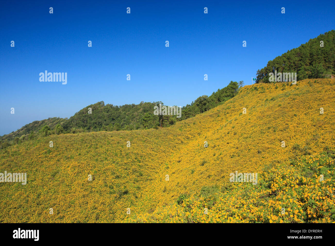 Thung Bau Thong Forest Park, Doi Mae U-Kor,Khum Yuam, Mae Hong Son ...