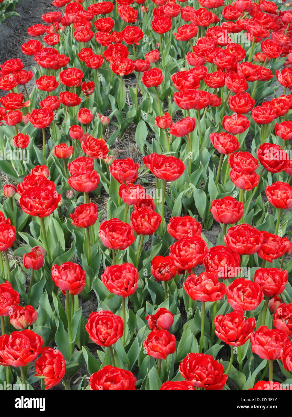 Tulip fields in the Netherlands are famous for their vibrant colors and ...