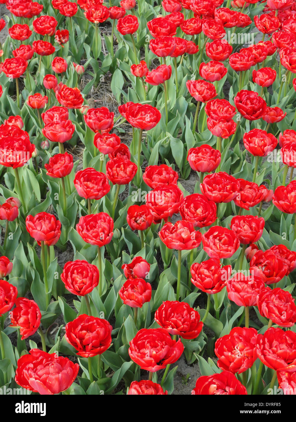 A vast field of vibrant tulips in Holland, showcasing the iconic flower ...
