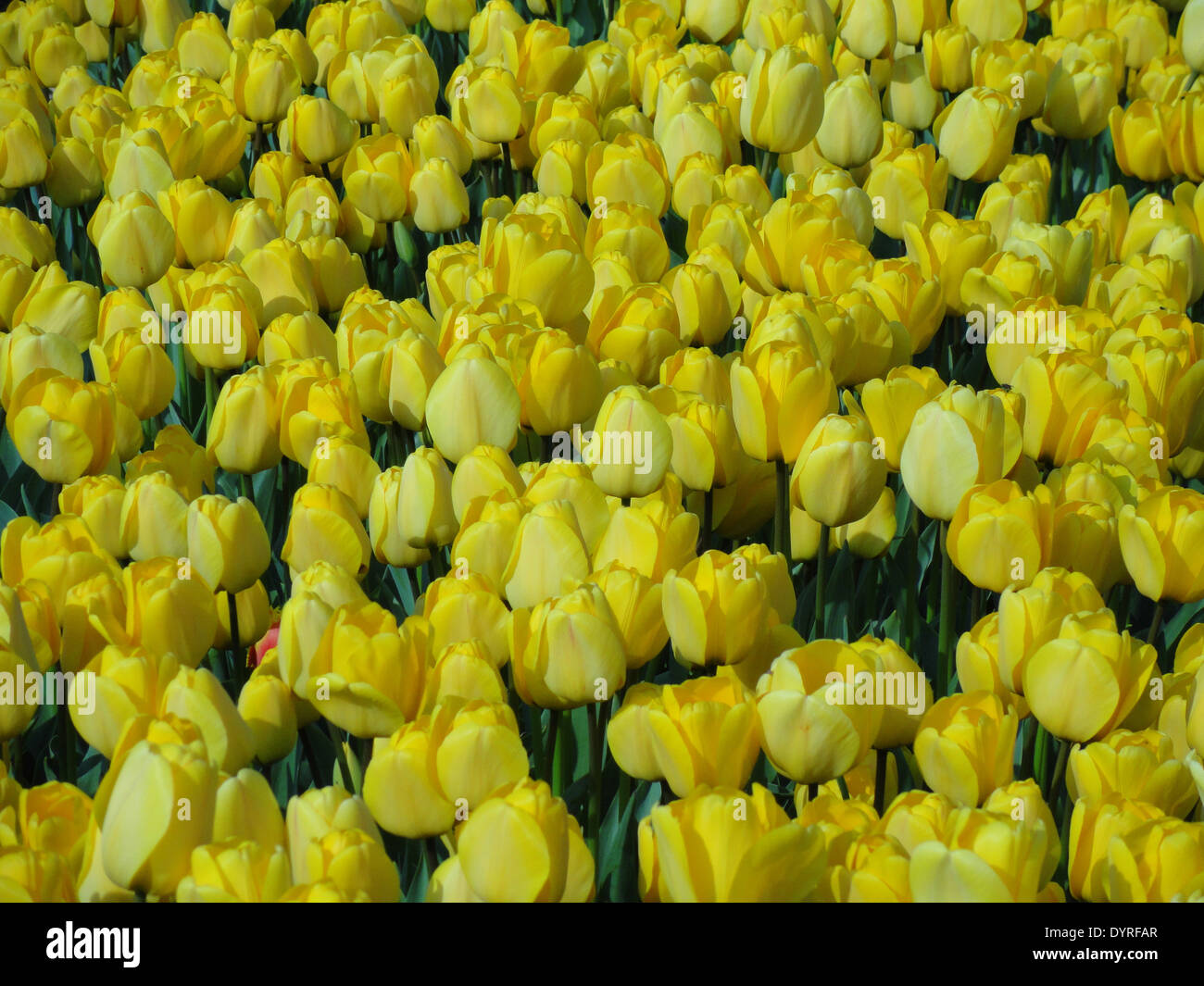 The tulip fields in Holland are famous for their vibrant colors during ...