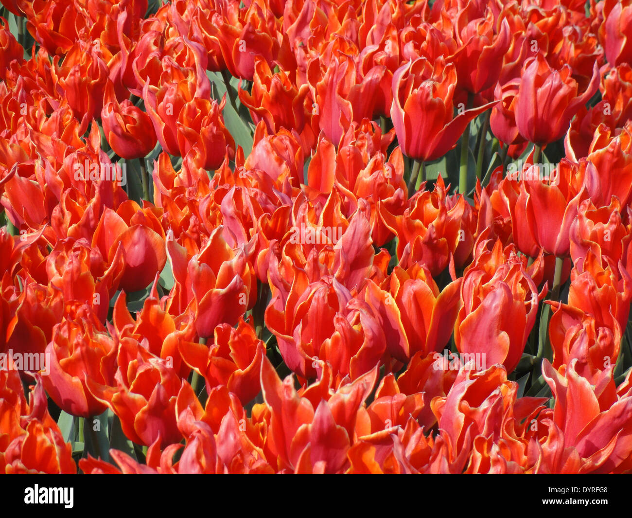 The tulip fields in Holland, specifically in the Netherlands, are ...