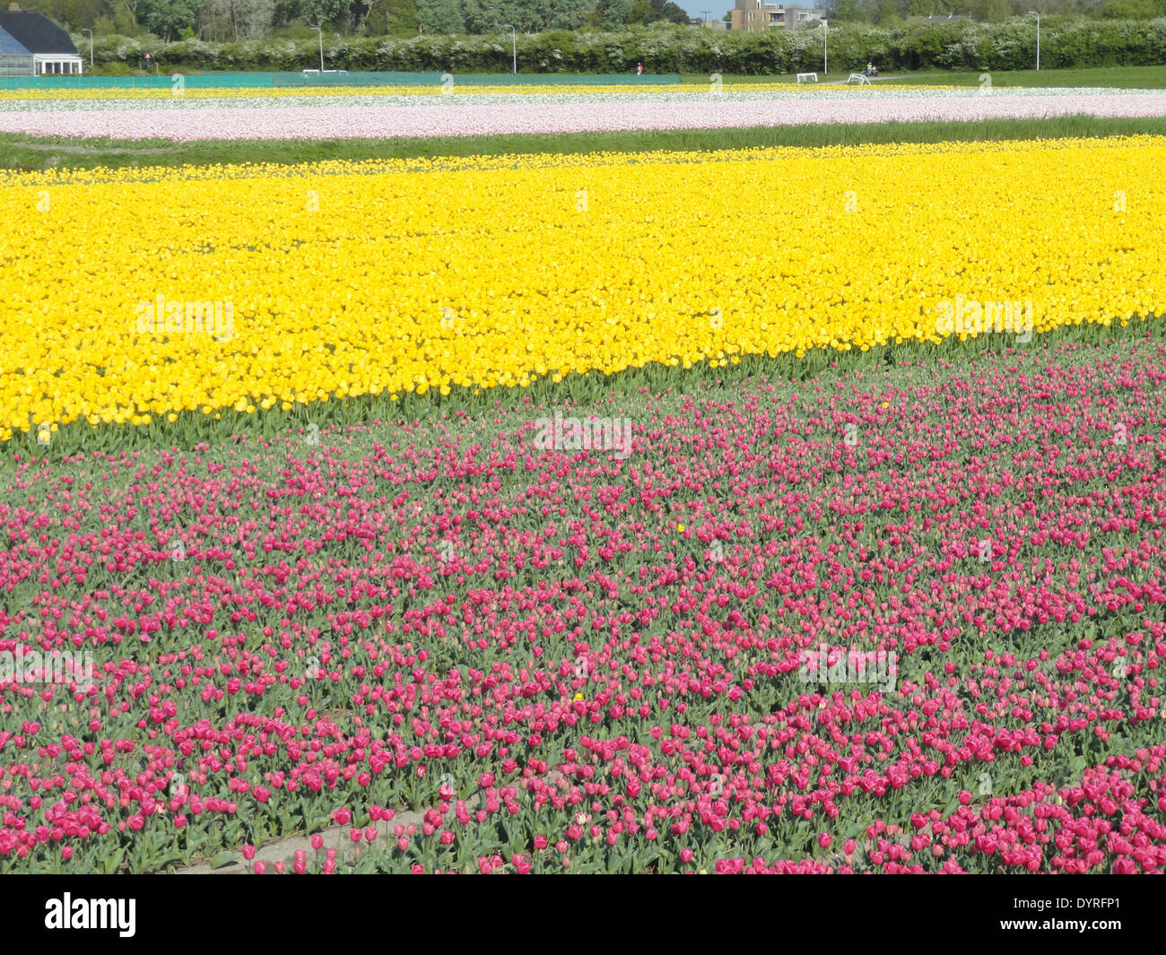 The tulip fields in Holland are famous for their vibrant and colorful ...